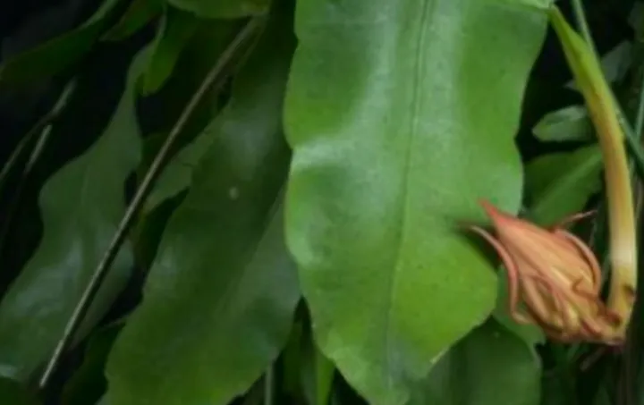 Rahasia Melihat Mekarnya Bunga Wijaya Kusuma: Panduan Lengkap ...